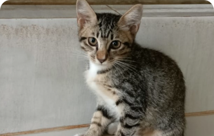 Lovable Cats | SPCA Penang