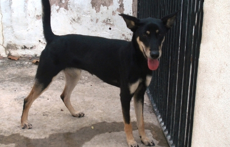 Adorable Dogs | SPCA Penang