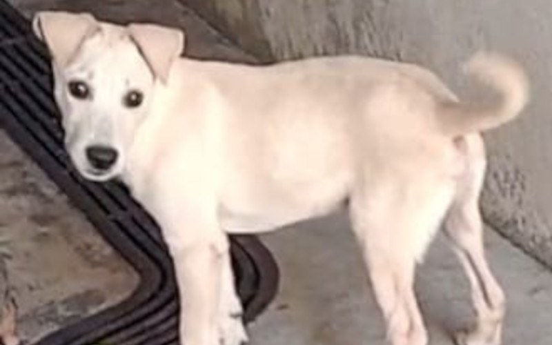 Adorable Dogs | SPCA Penang