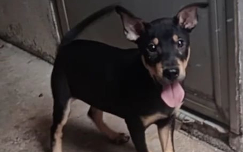 Adorable Dogs | SPCA Penang