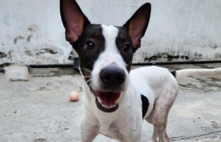 Adorable Dogs | SPCA Penang