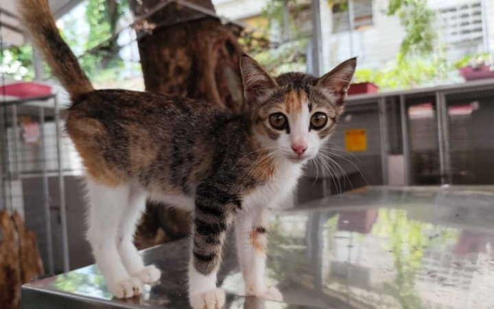 Lovable Cats | SPCA Penang