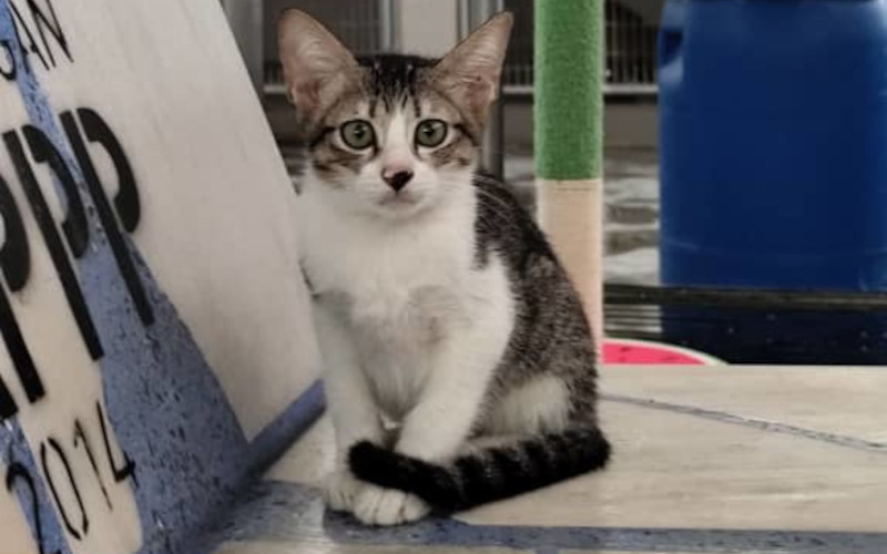 Lovable Cats | SPCA Penang