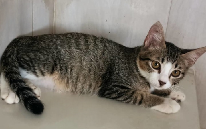 Lovable Cats | SPCA Penang