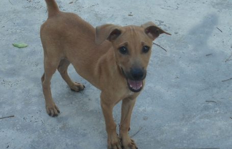 Adorable Dogs | SPCA Penang