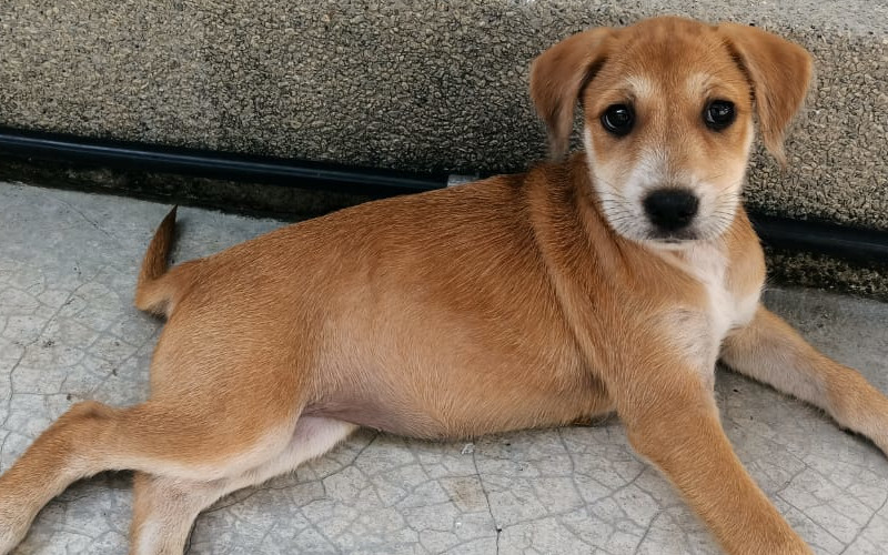 Adorable Dogs | SPCA Penang