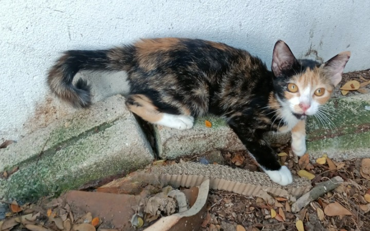 Lovable Cats | SPCA Penang