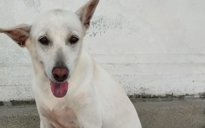Adorable Dogs | SPCA Penang