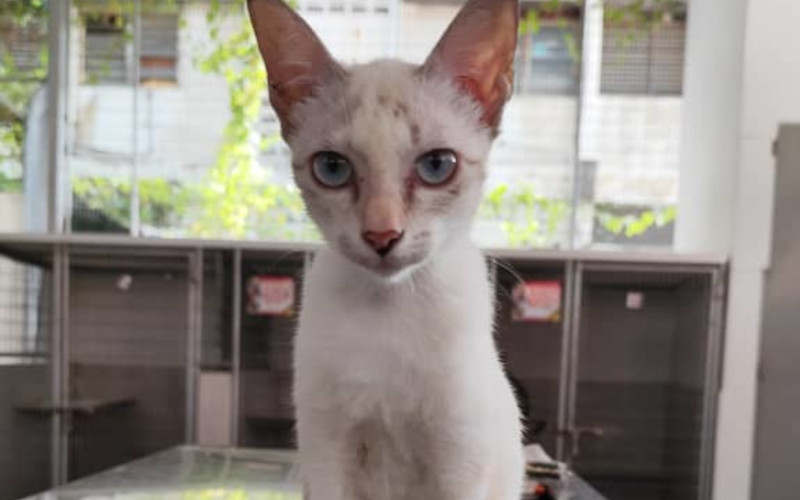 Lovable Cats | SPCA Penang