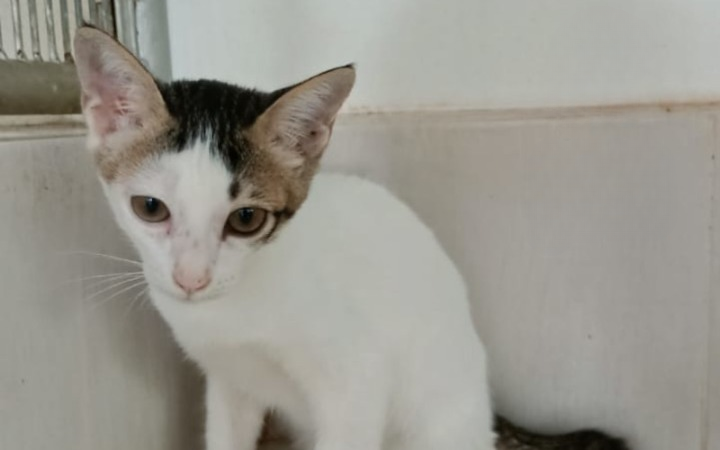 Lovable Cats | SPCA Penang