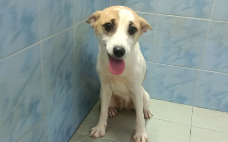 Adorable Dogs | SPCA Penang