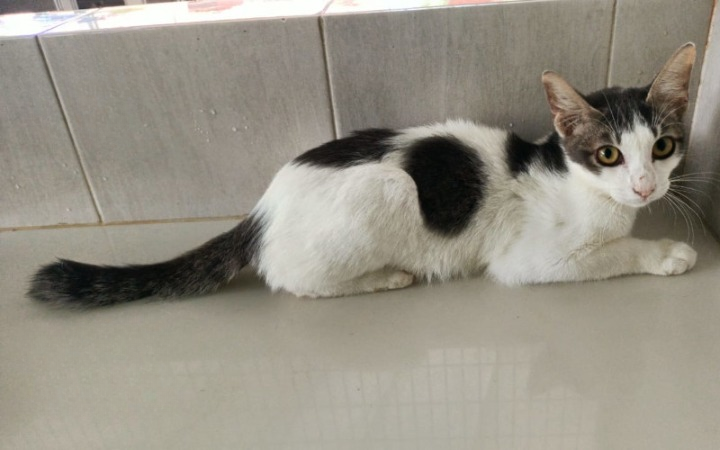 Lovable Cats | SPCA Penang
