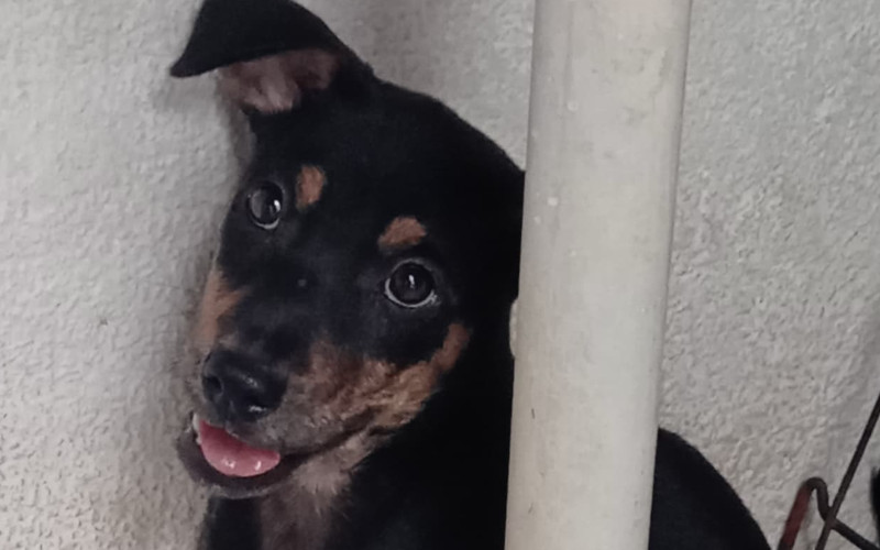 Adorable Dogs | SPCA Penang