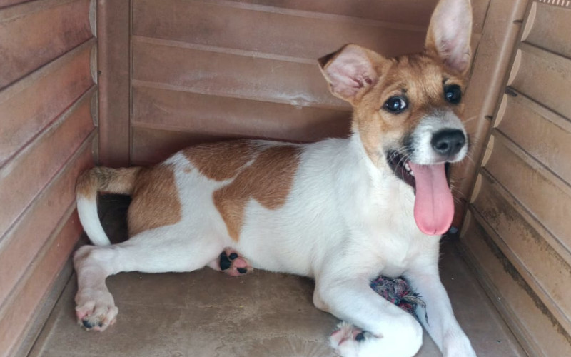 Adorable Dogs | SPCA Penang