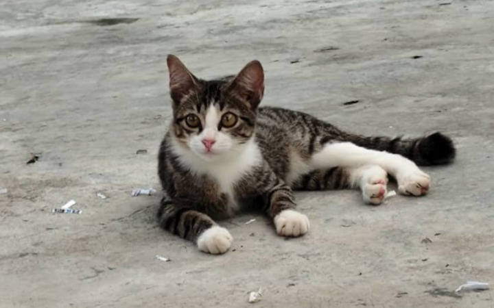 Lovable Cats | SPCA Penang