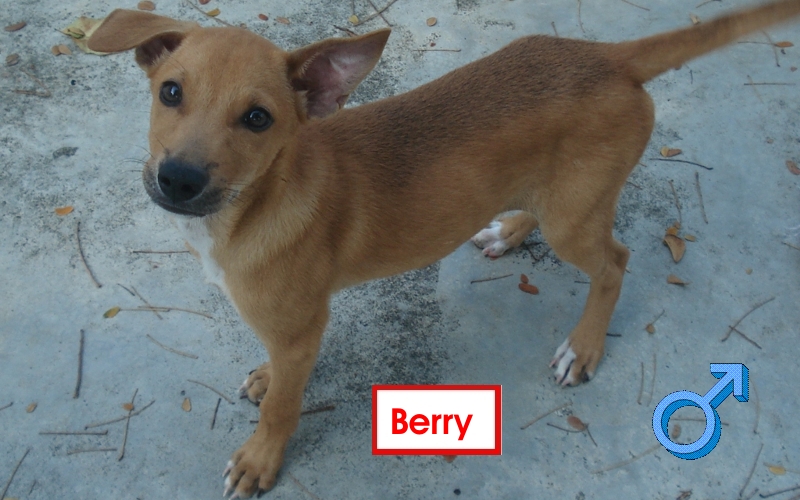 Adorable Dogs | SPCA Penang