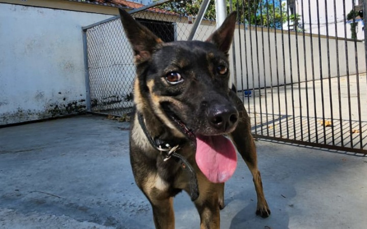 Adorable Dogs | SPCA Penang