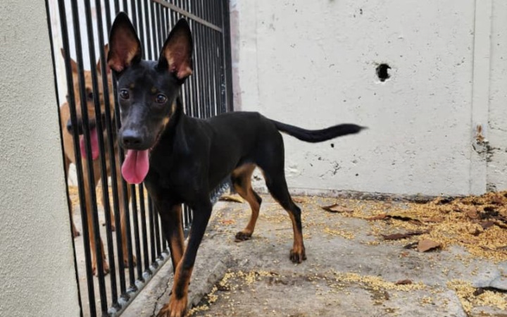 Adorable Dogs | SPCA Penang