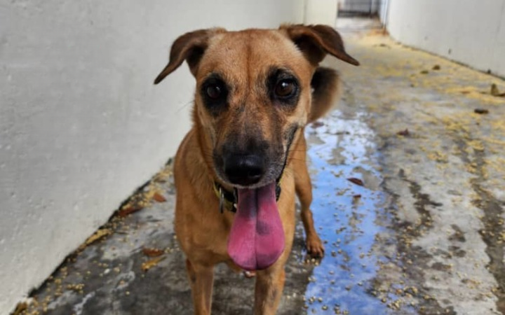 Adorable Dogs | SPCA Penang