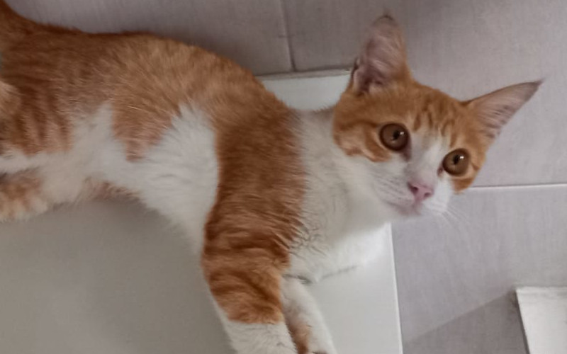 Lovable Cats | SPCA Penang