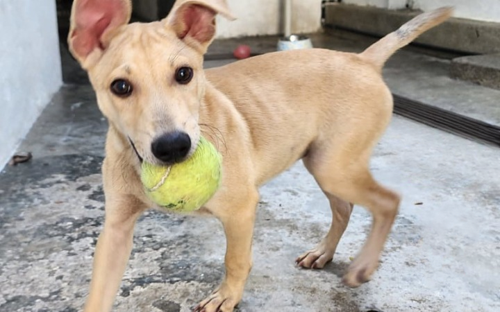 Adorable Dogs | SPCA Penang