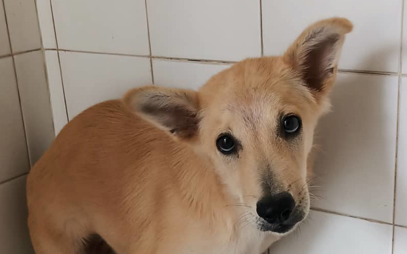 Adorable Dogs | SPCA Penang