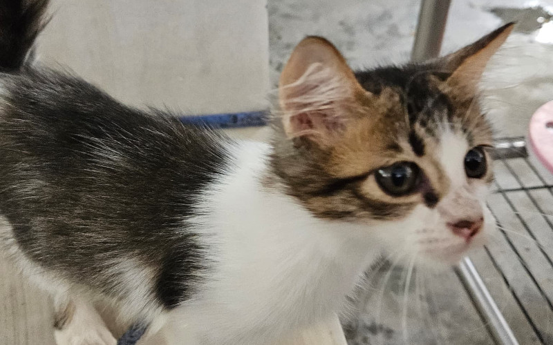 Lovable Cats | SPCA Penang