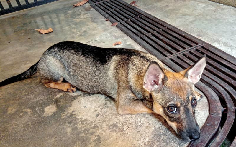 Adorable Dogs | SPCA Penang