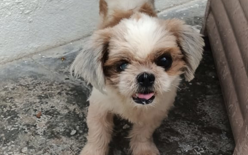 Adorable Dogs | SPCA Penang