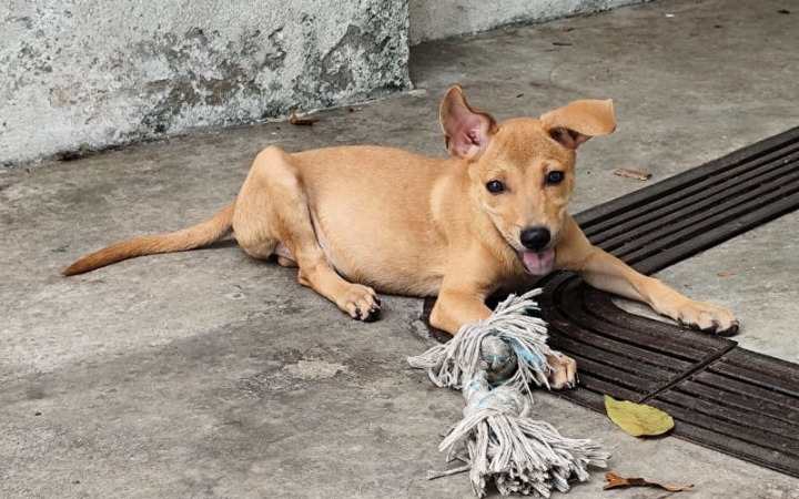 Adorable Dogs | SPCA Penang