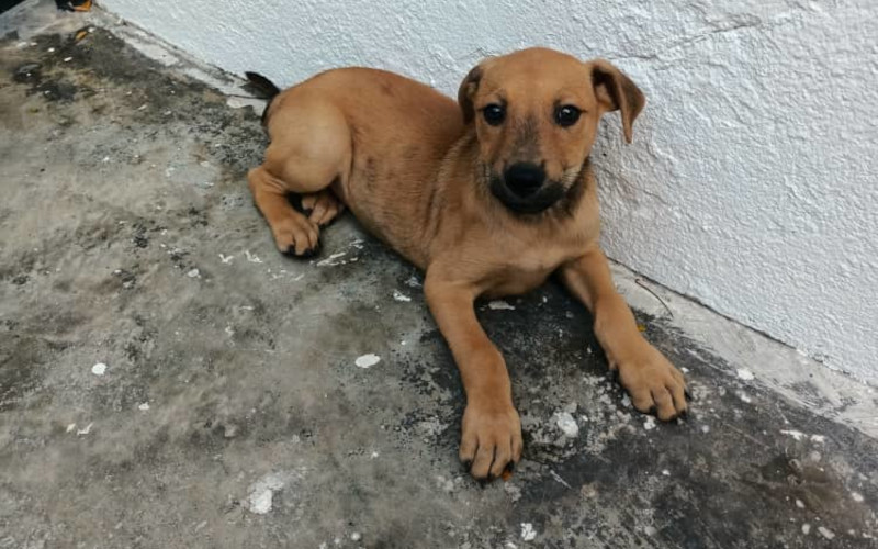 Adorable Dogs | SPCA Penang