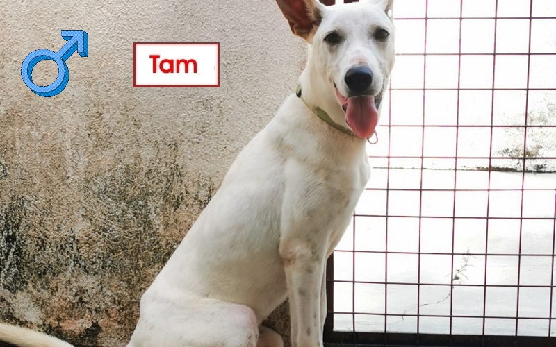 Adorable Dogs | SPCA Penang