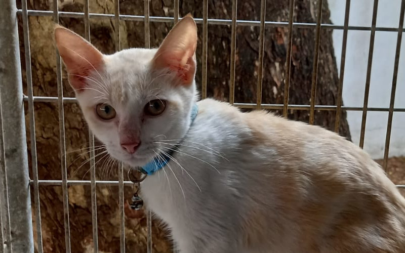 Lovable Cats | SPCA Penang