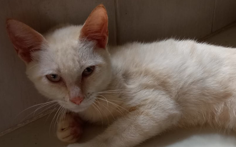Lovable Cats | SPCA Penang
