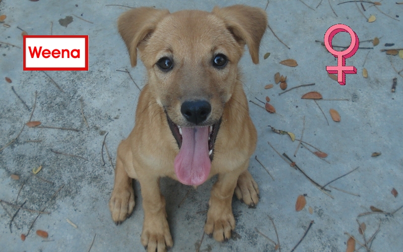 Adorable Dogs | SPCA Penang